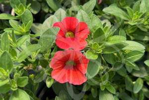 MiniFamous Neo Orange Deep :: Wholesale Calibrachoa for sale ...