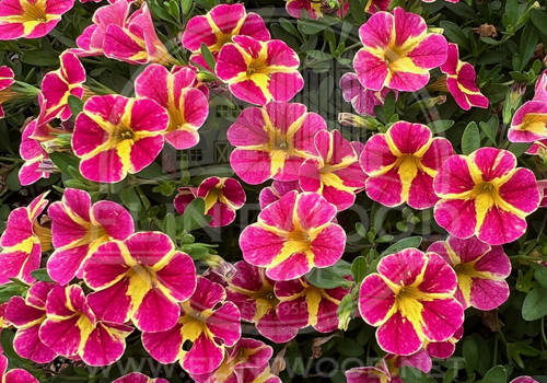 MiniFamous Neo Red Shuffle :: Wholesale Calibrachoa for sale ...