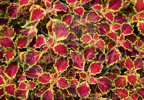 ColorBlaze Cherry Drop :: Wholesale Coleus for sale :: Flintwood Farms
