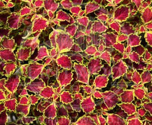 ColorBlaze Cherry Drop :: Wholesale Coleus for sale :: Flintwood Farms
