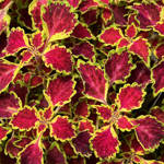 Plant Finder :: Flintwood Farms