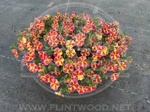 Calibrachoa Red Shuffle :: Wholesale Planted Containers for sale ...